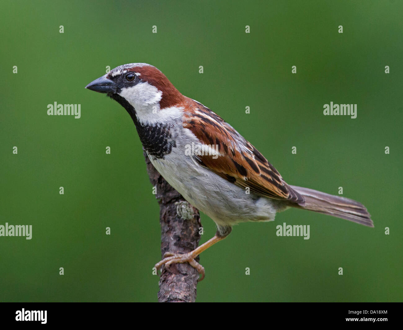 Male house sparrow hi-res stock photography and images - Alamy