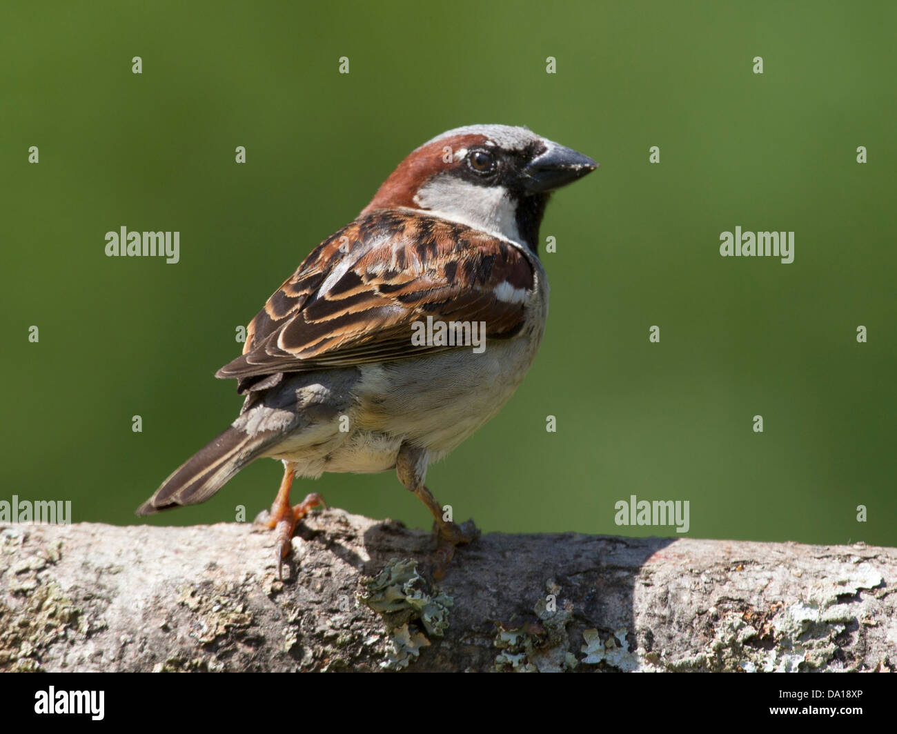 Male house sparrow perched on branch Stock Photo - Alamy