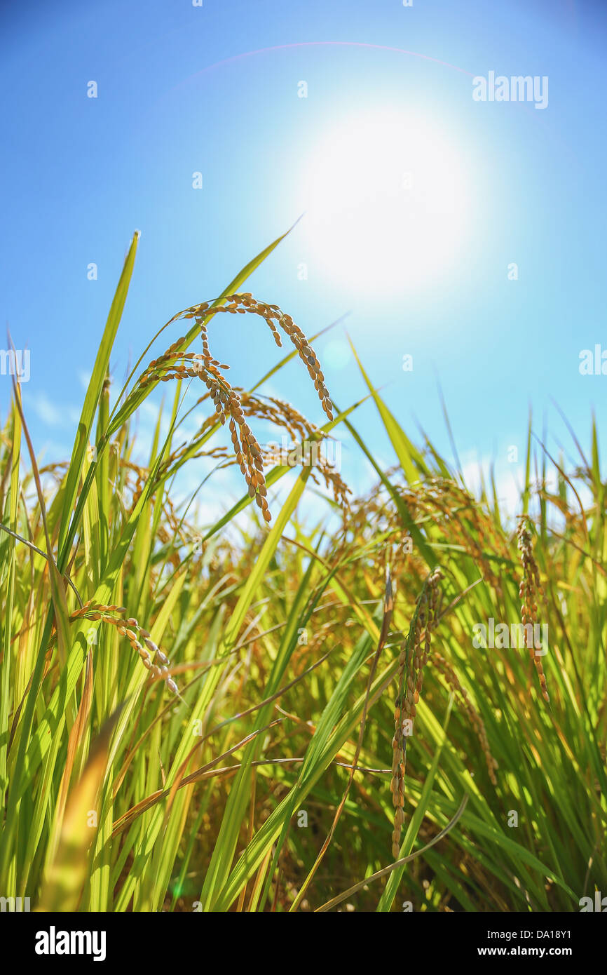 Rice Ears High Resolution Stock Photography and Images - Alamy
