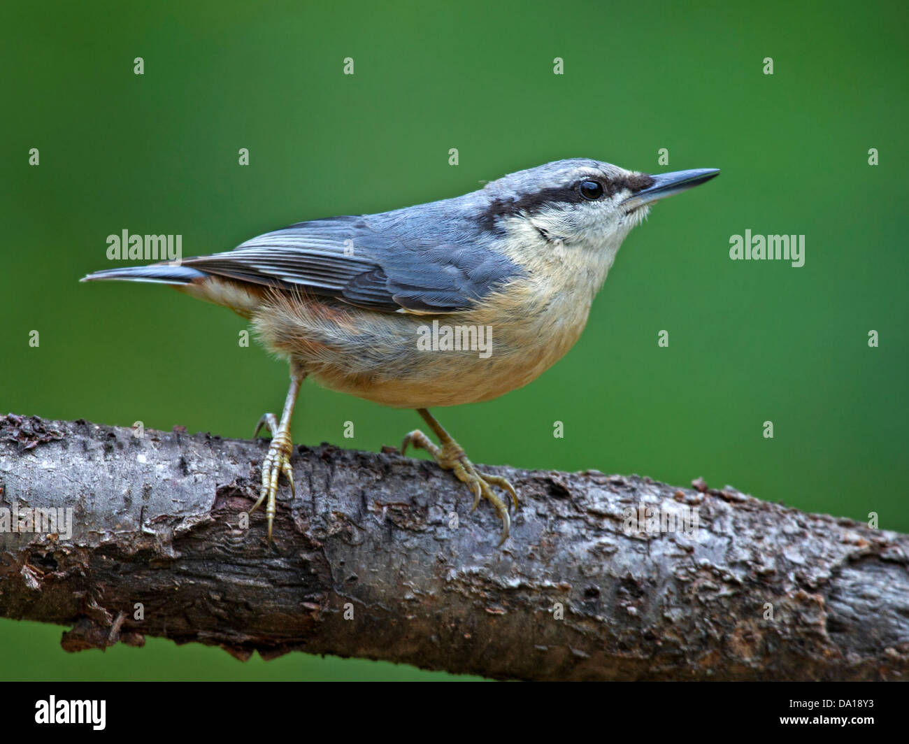 Eurasian nuthatch hi-res stock photography and images - Alamy