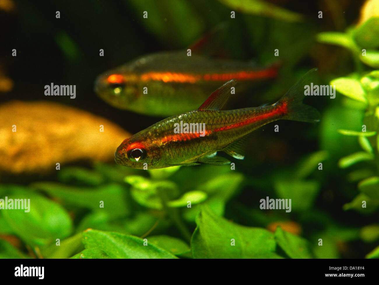 Glowlight Tetra Hemigrammus erythrozonus, Characidae, South America ...