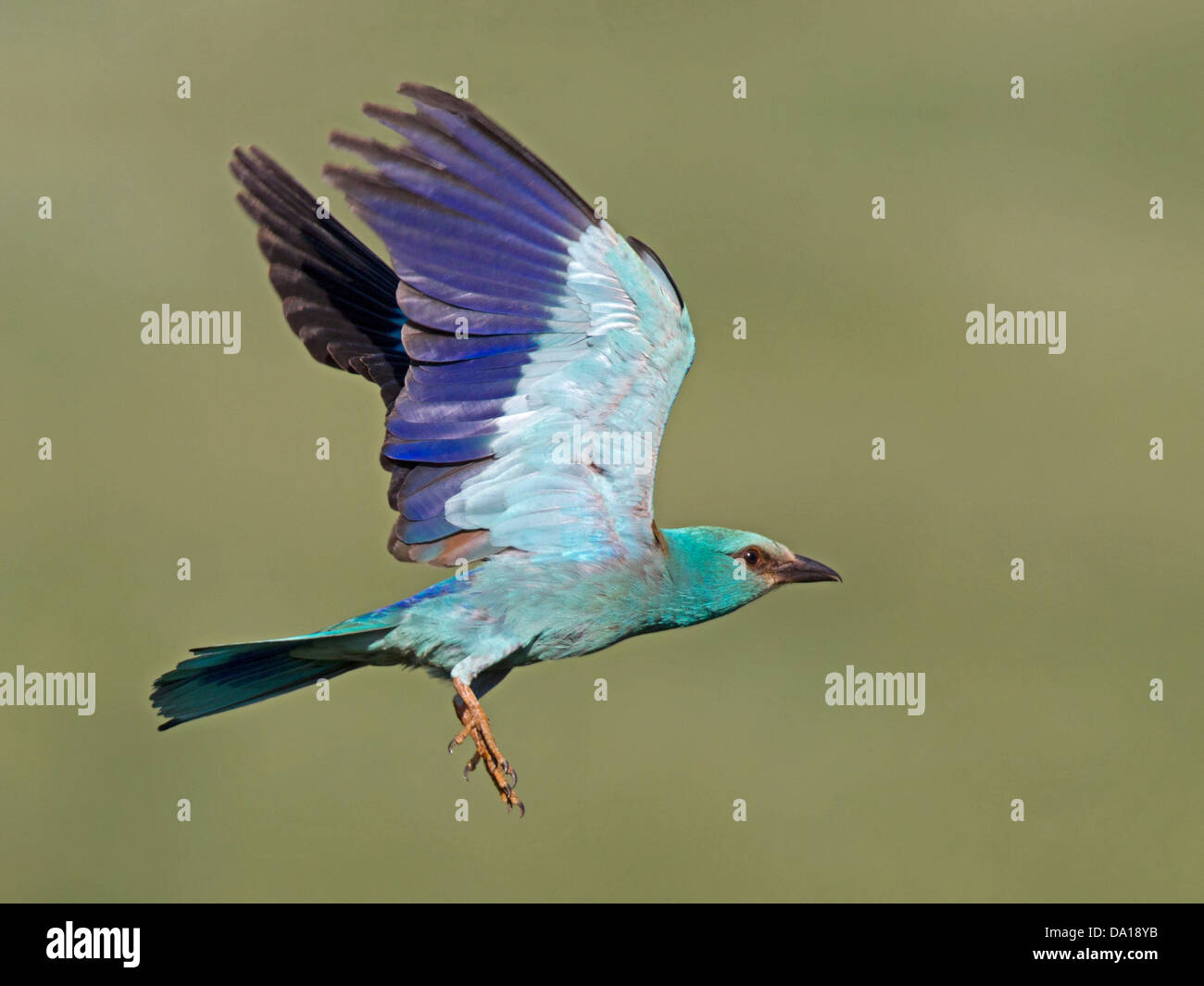 European roller in flight Stock Photo - Alamy