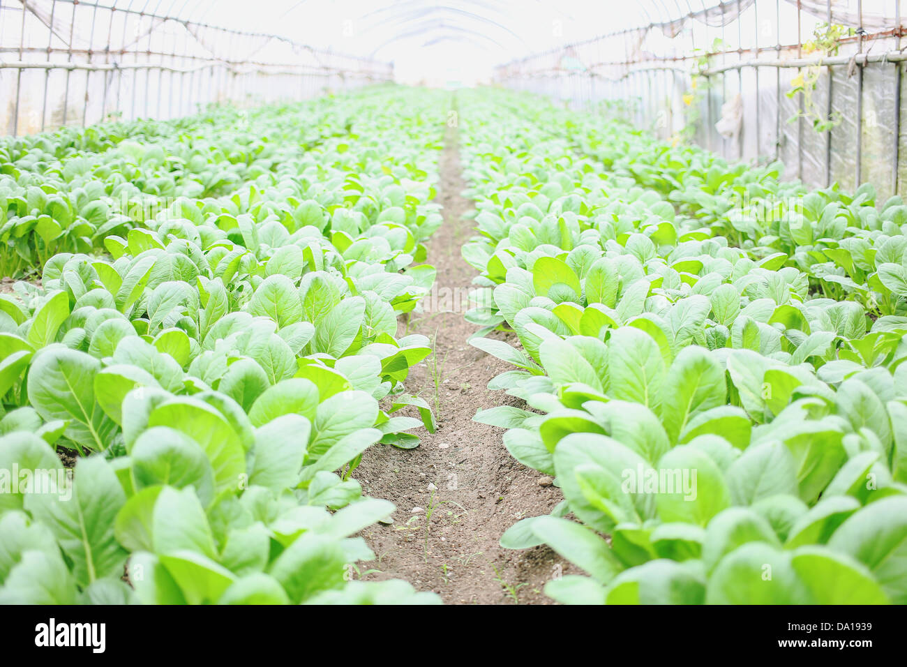 Turnip field hi-res stock photography and images - Alamy