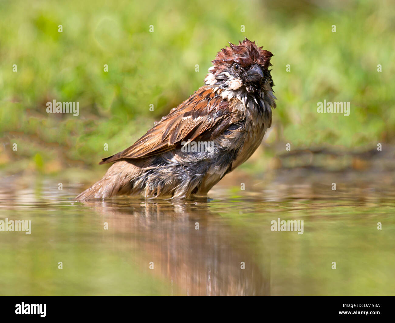 Eurasian tree sparrow bathing Stock Photo - Alamy