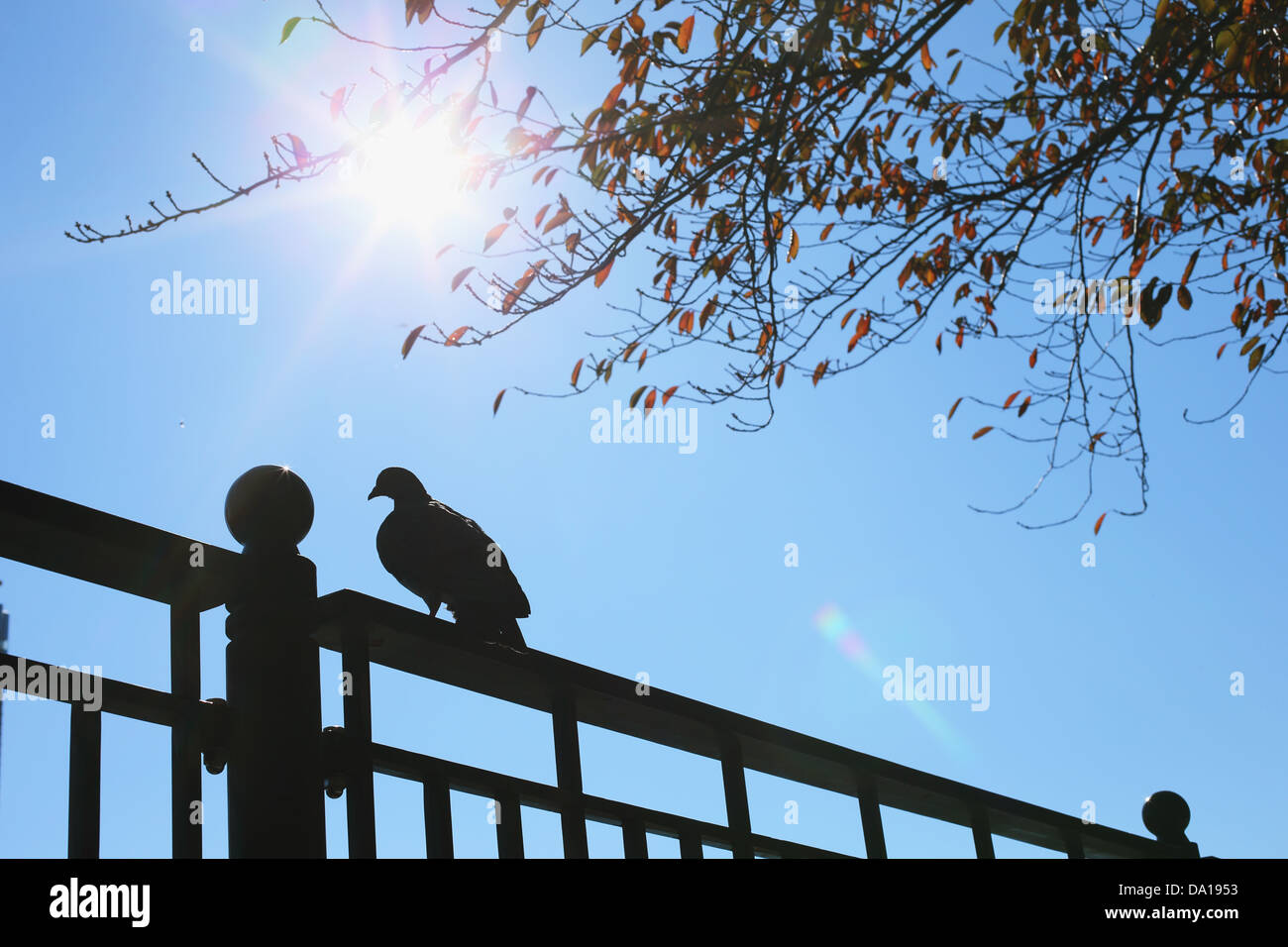 Metal pigeon hi-res stock photography and images - Alamy