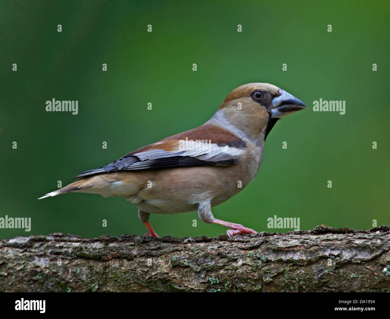Hawfinch female hi-res stock photography and images - Alamy