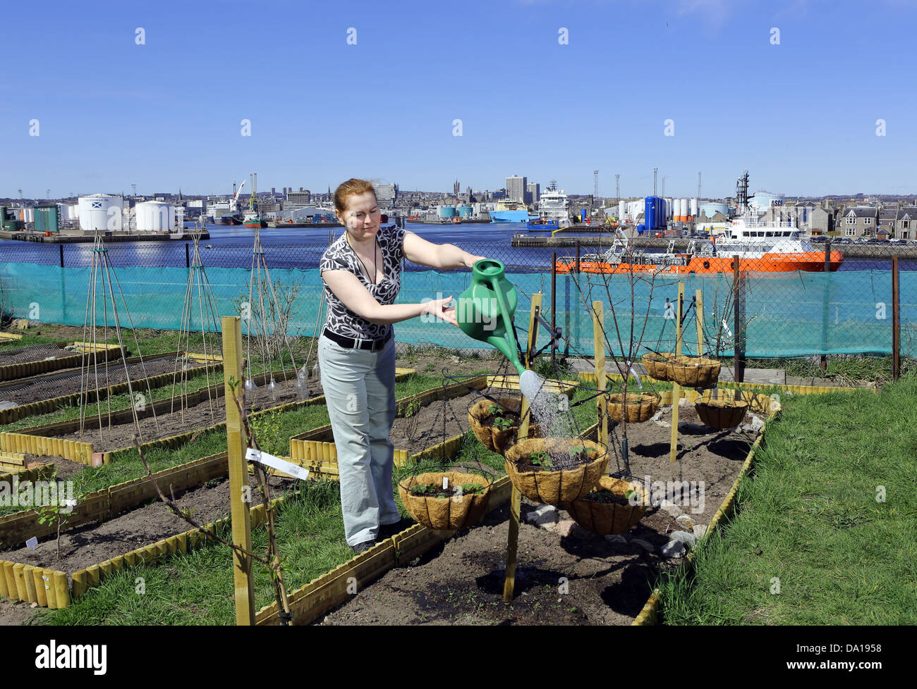 Woman tending allotment in Torry, with Aberdeen city centre visible in ...