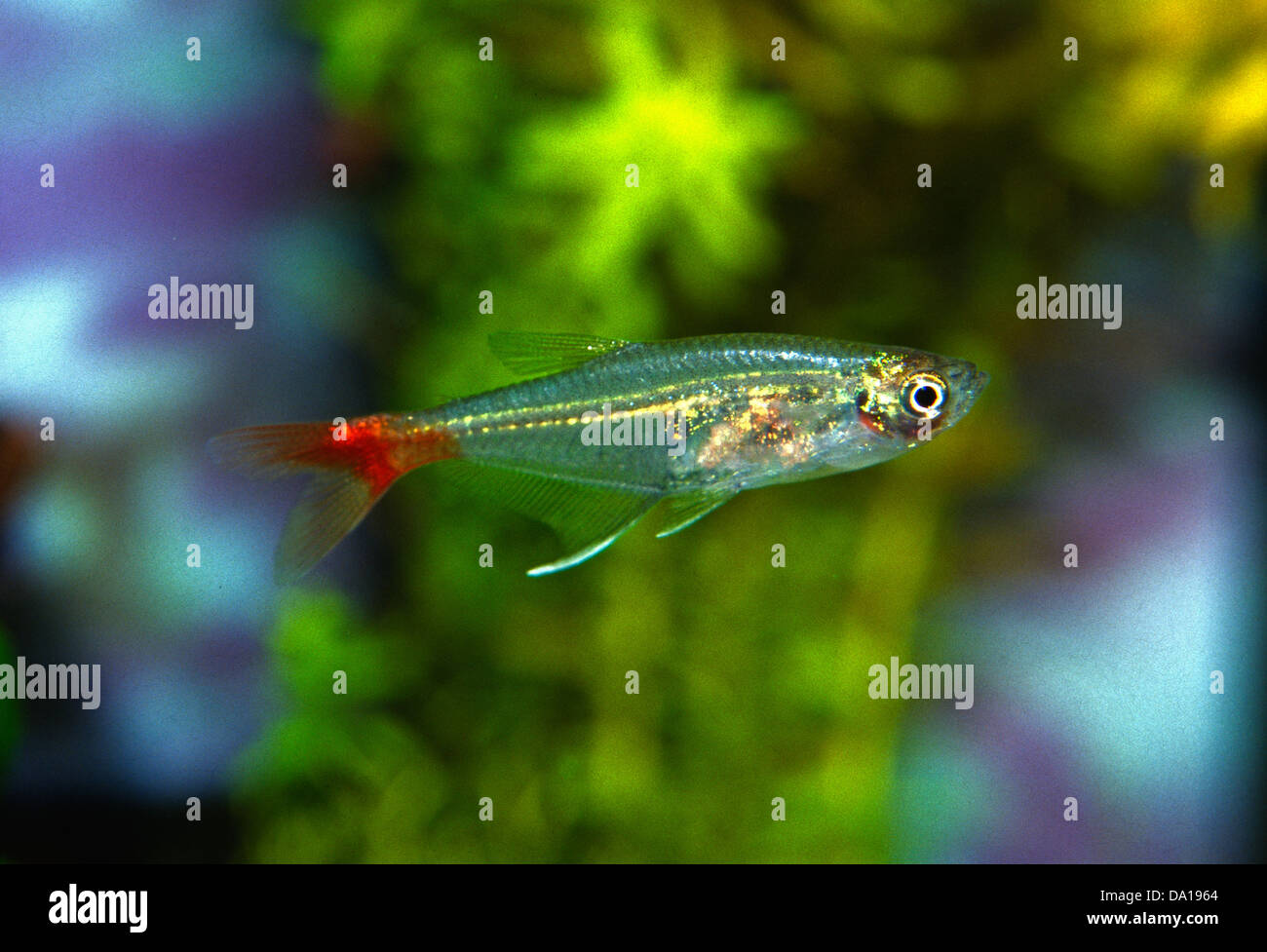 Bloodfin Tetra School