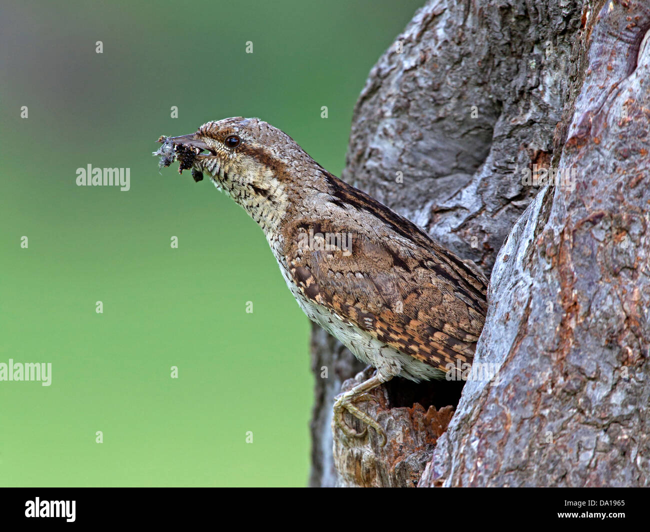 Birds leaving the nest hi-res stock photography and images - Alamy