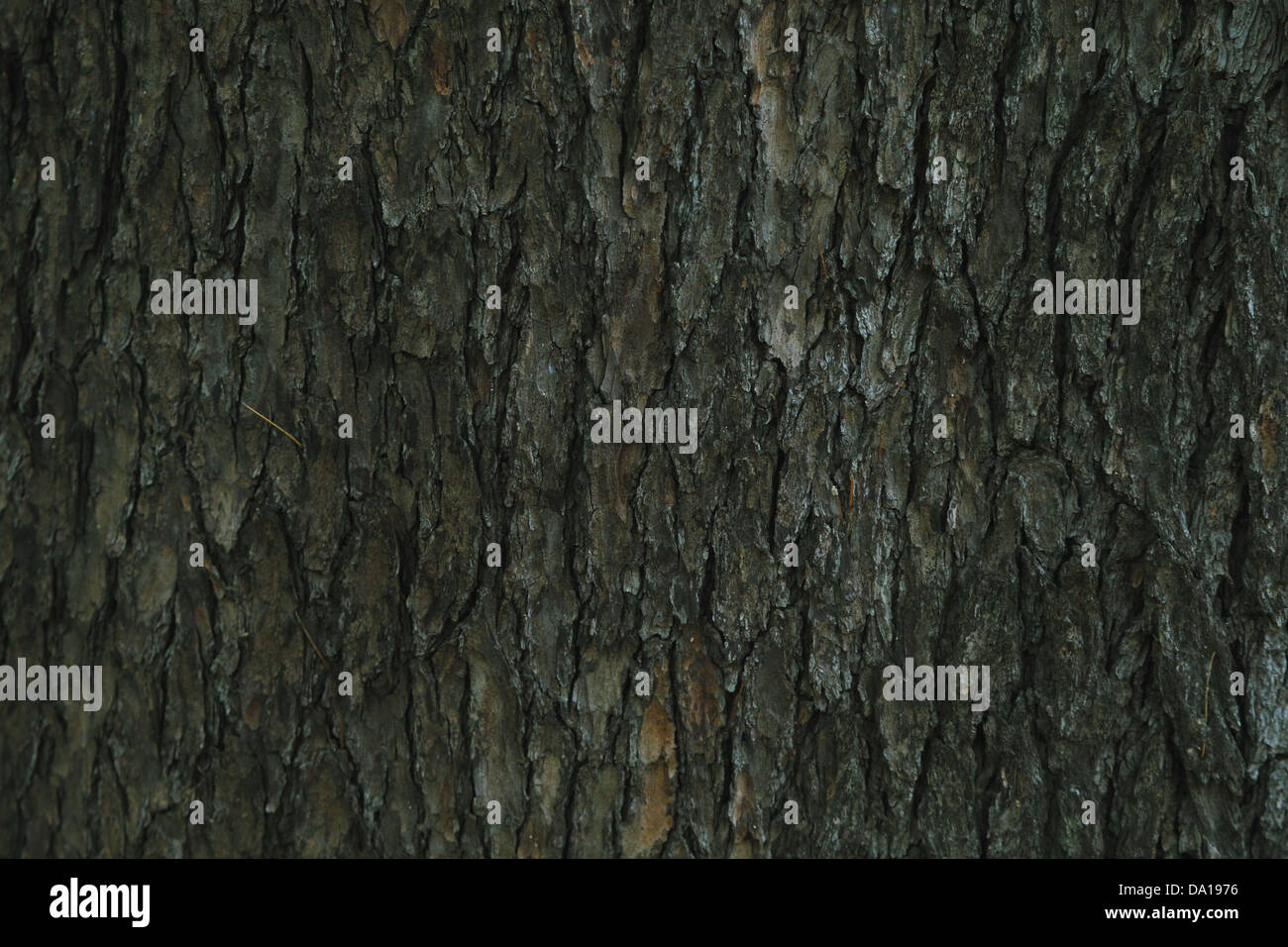 Cortex High Resolution Stock Photography and Images - Alamy