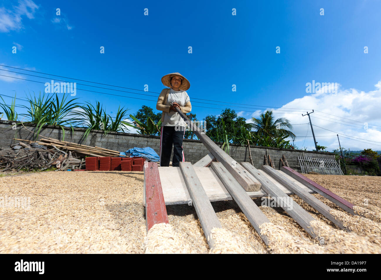 Drying out rice hi-res stock photography and images - Alamy