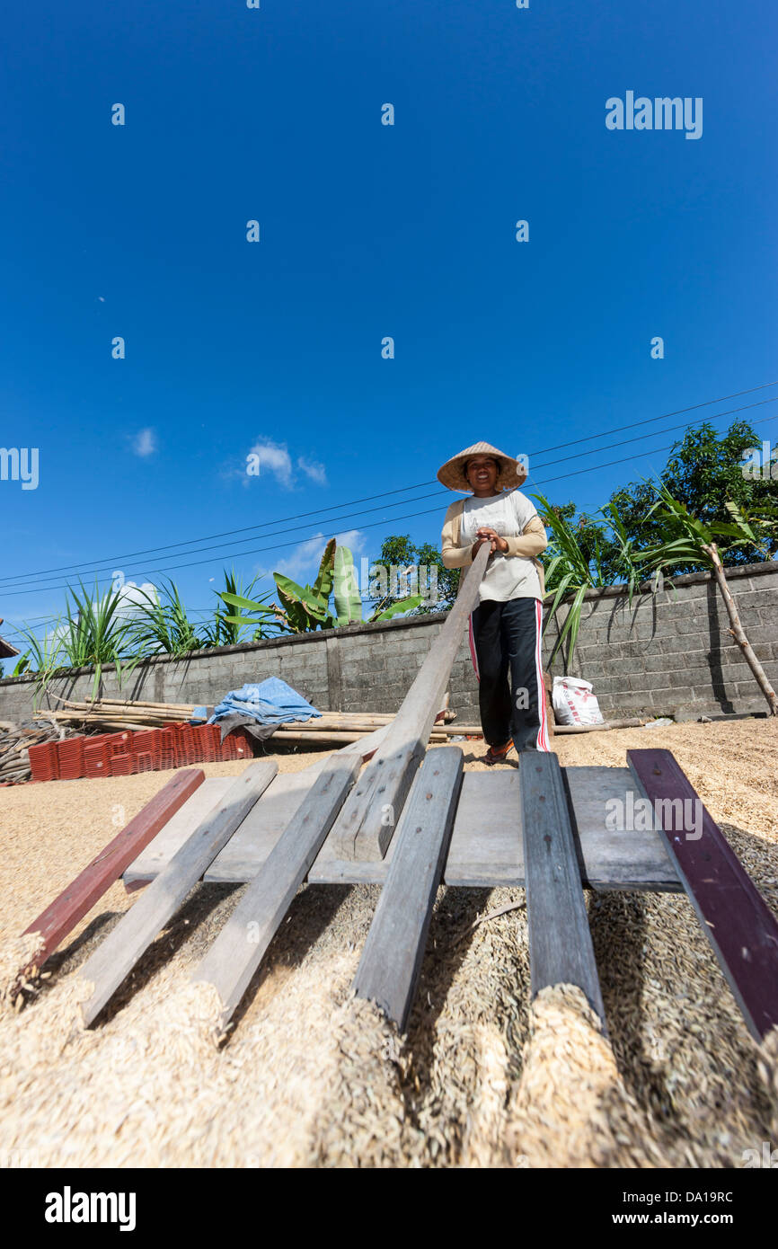 Woman turns rice out to dry with rake hi-res stock photography and ...