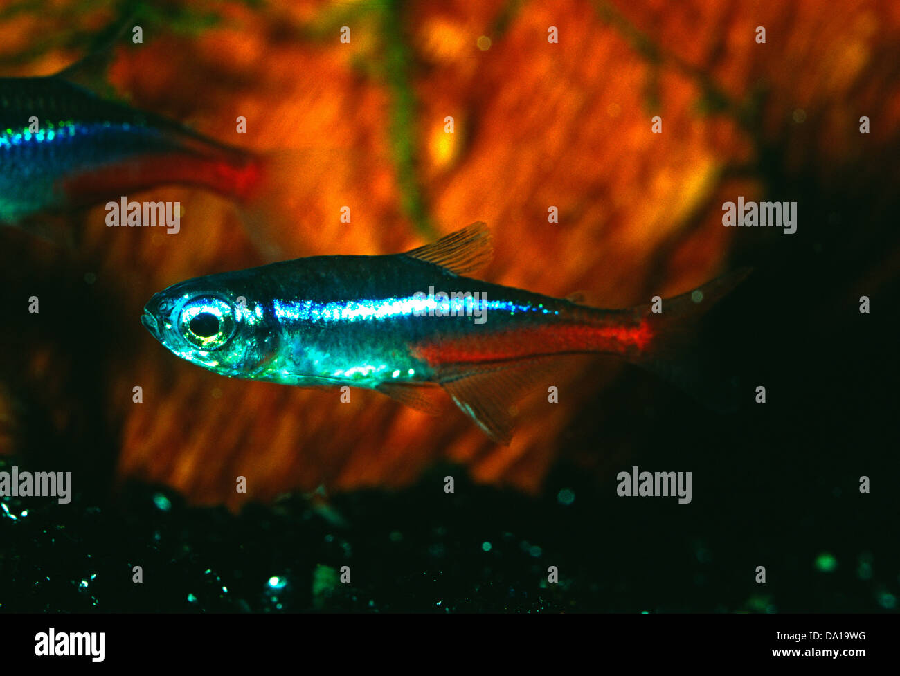 Neon tetra paracheidon innesi characidae hi-res stock photography and ...