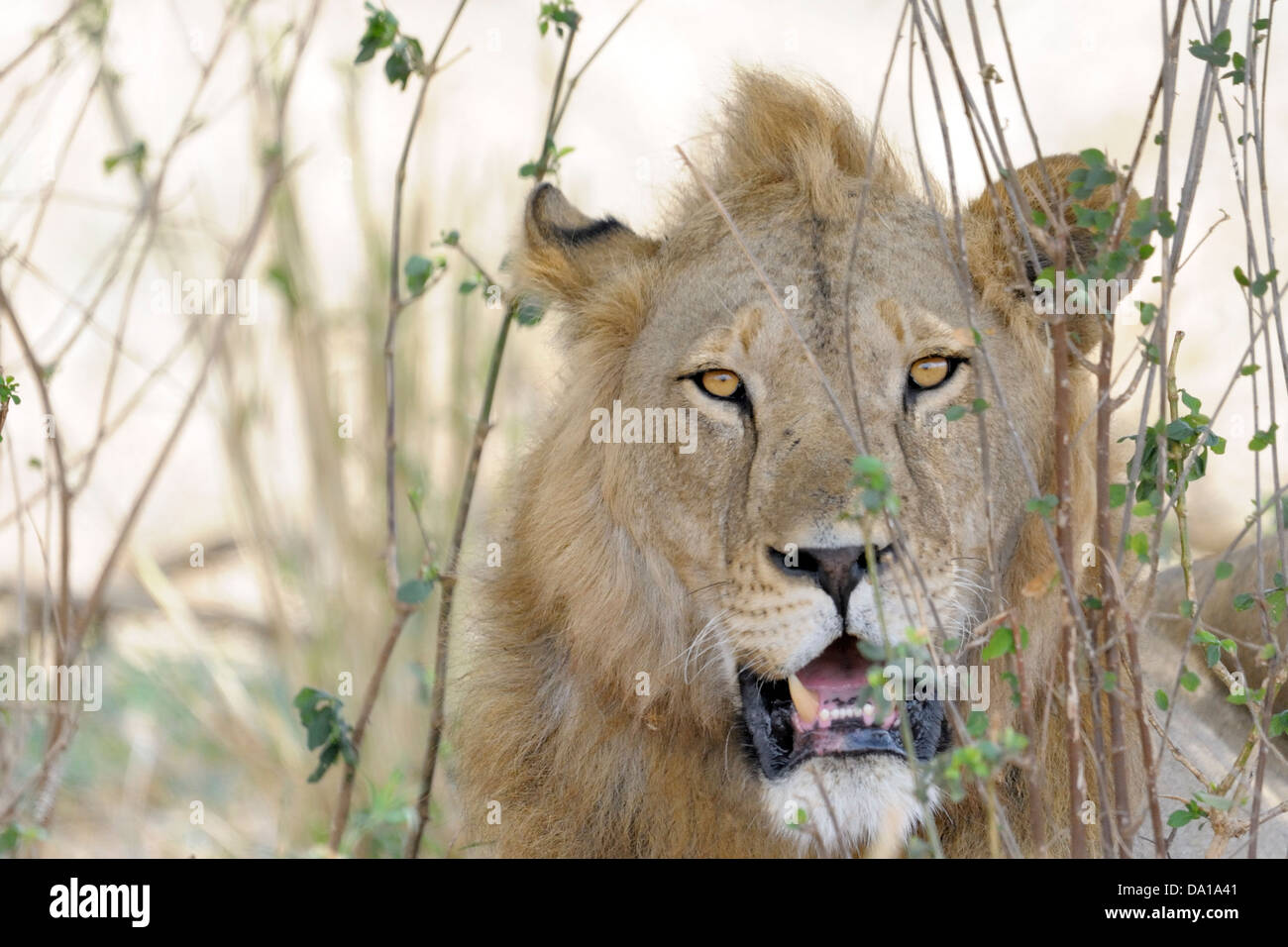 Lion wild below hi-res stock photography and images - Alamy