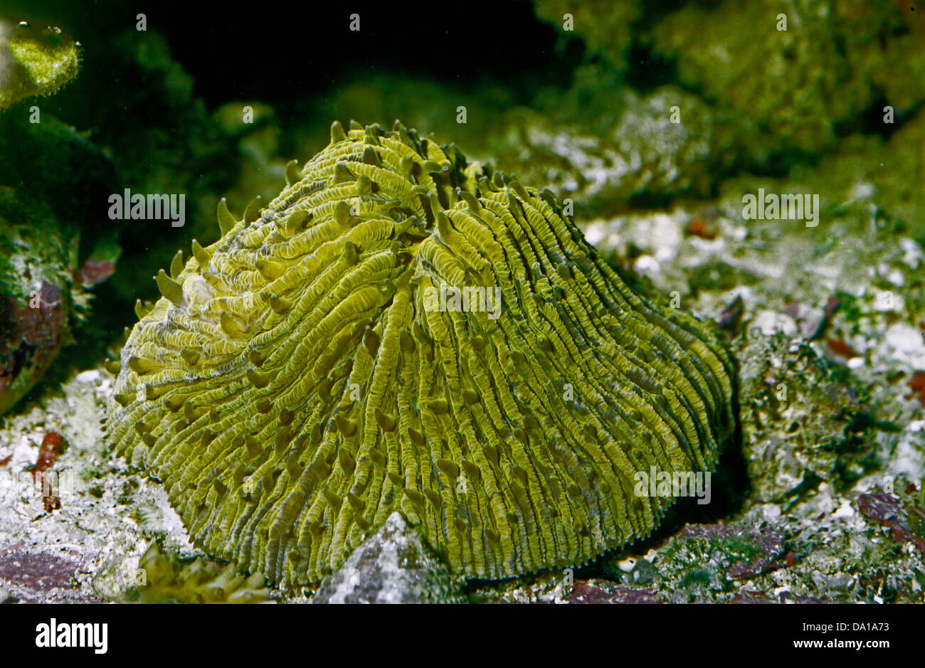 Mushroom hard coral Fungia sp., Fungiidae Stock Photo - Alamy