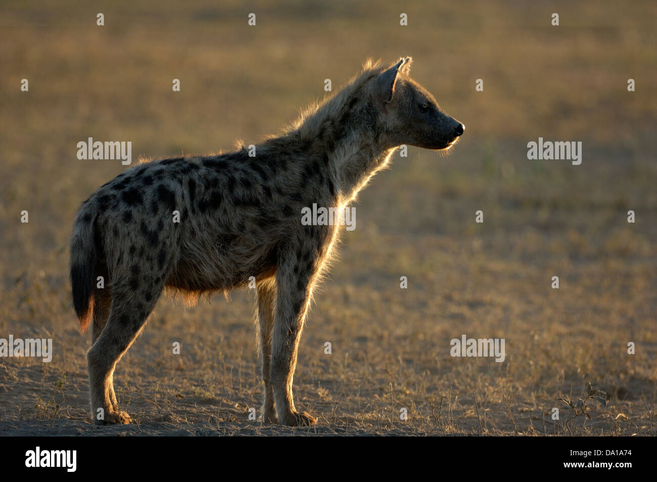 Spotted hyena (Crocuta crocuta) standing on savanna with back light ...