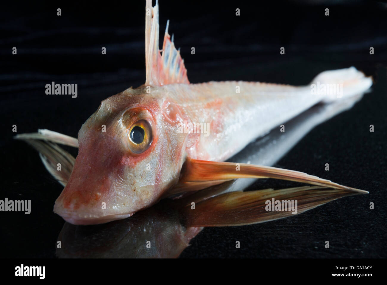 Gurnard Sea Fish Stock Photo - Alamy