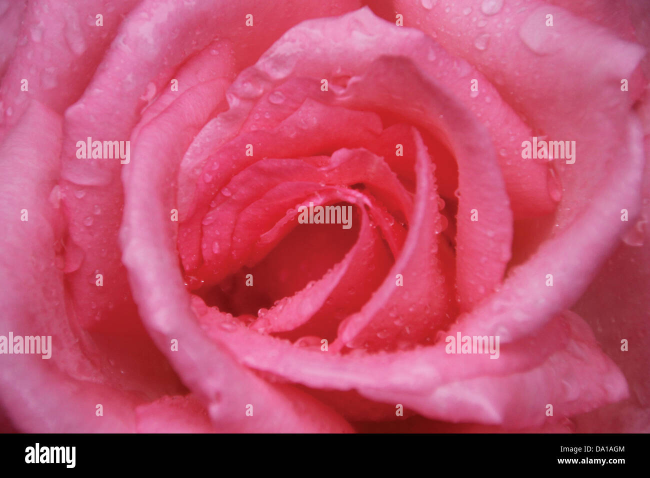 Pink rose in rain Stock Photo - Alamy