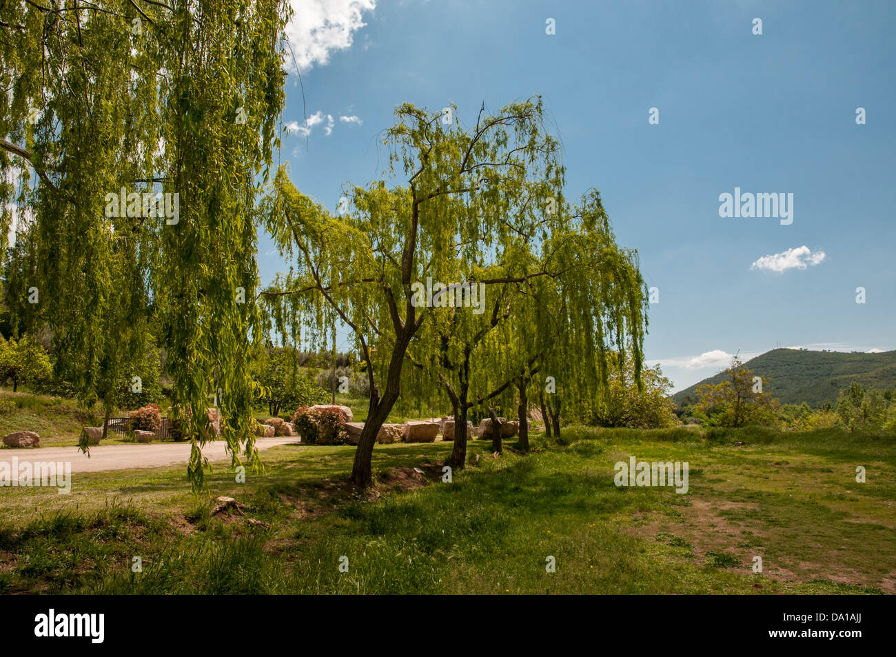 field with trees in Sant Miquel Del Fai Stock Photo - Alamy