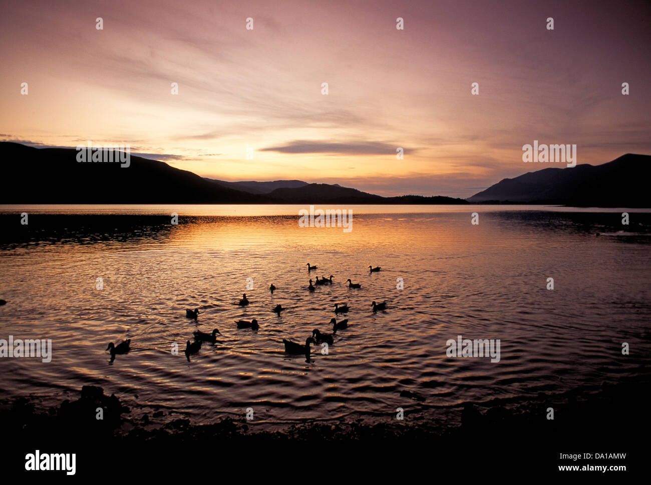 Ducks on Derwent Water, Lake District, England, UK Stock Photo - Alamy