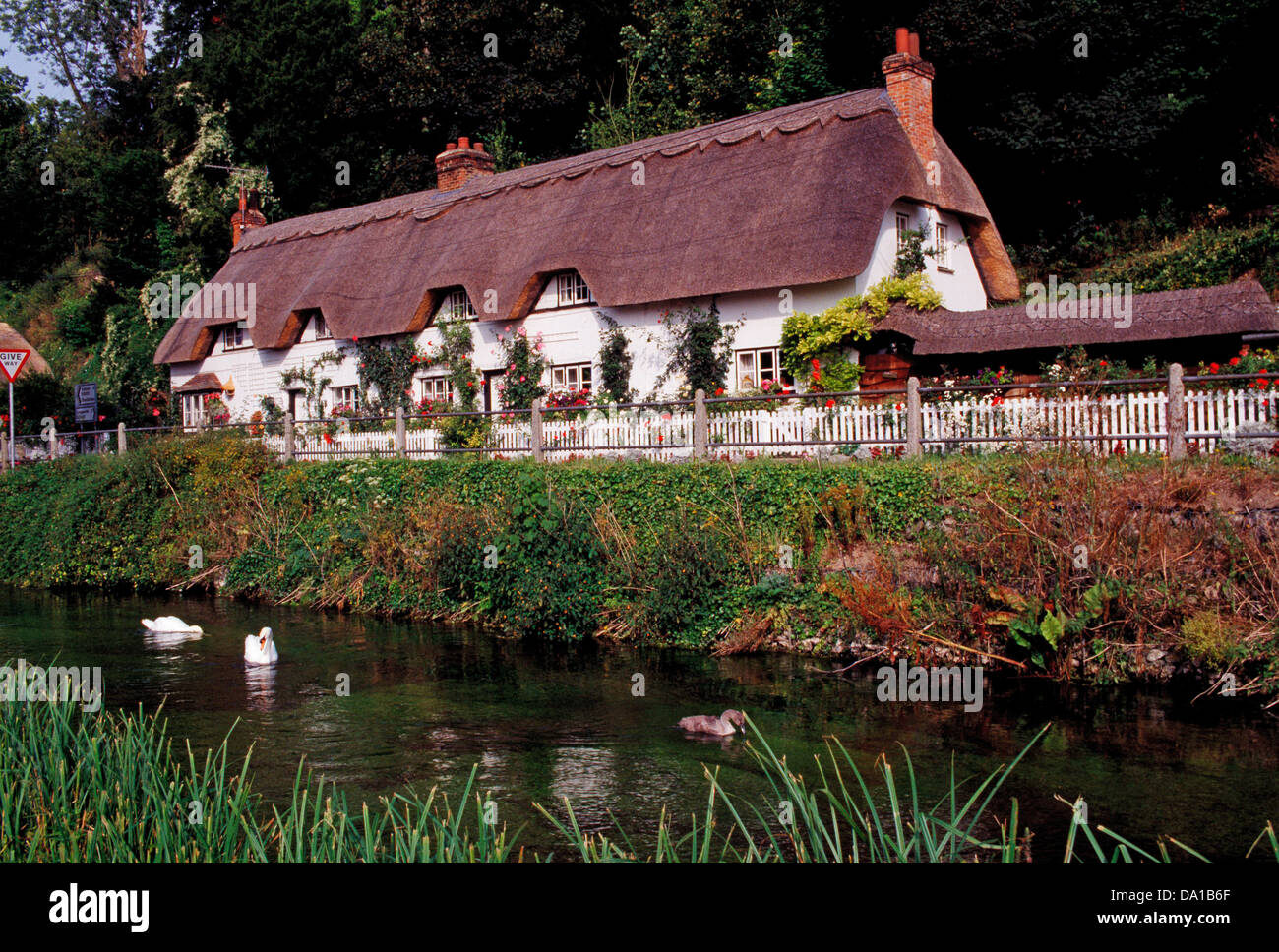 Thatched cottage by river with swans, Wherwell, Hants, England, UK ...