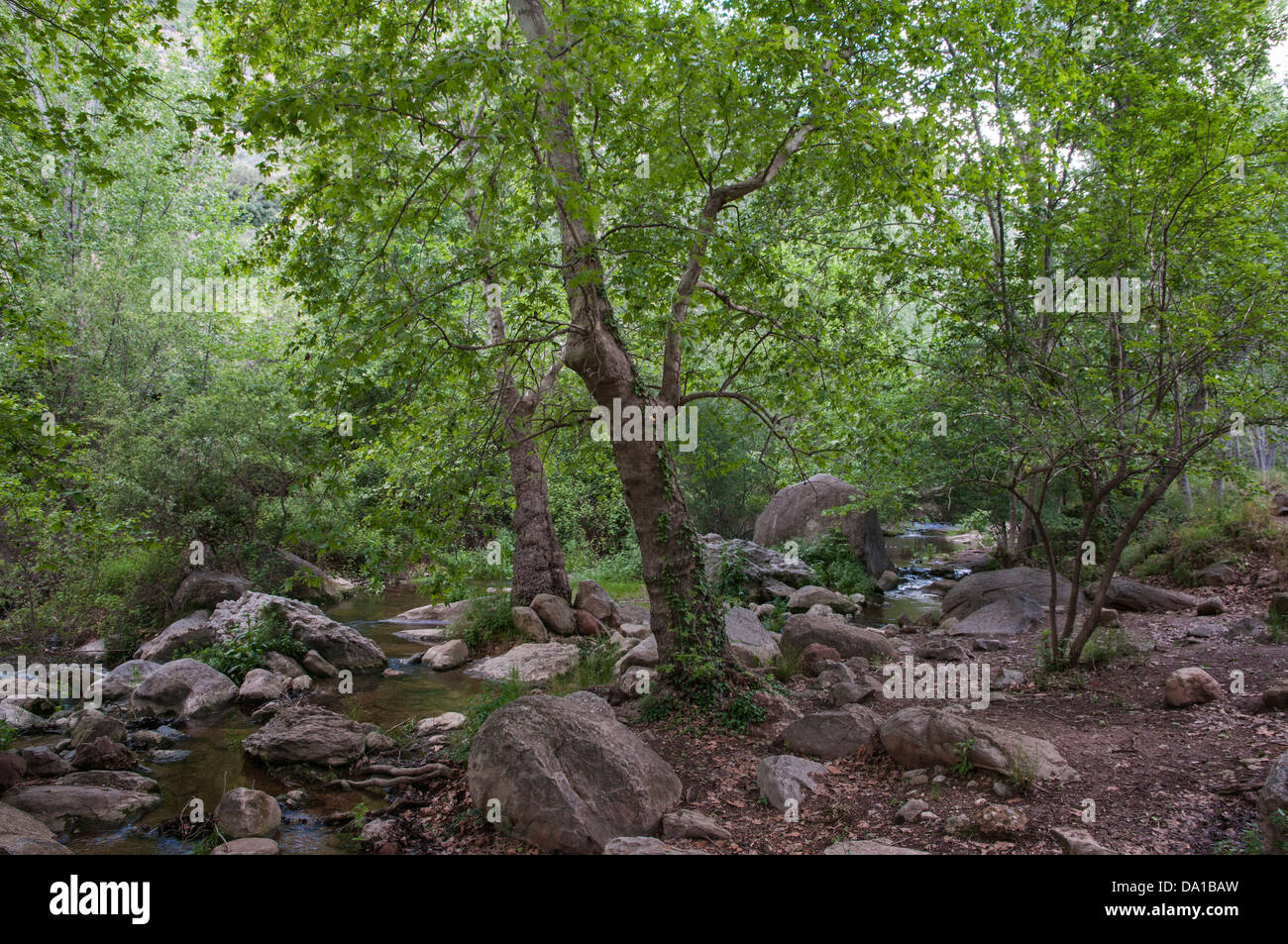 Forest river nature observed hi-res stock photography and images - Alamy