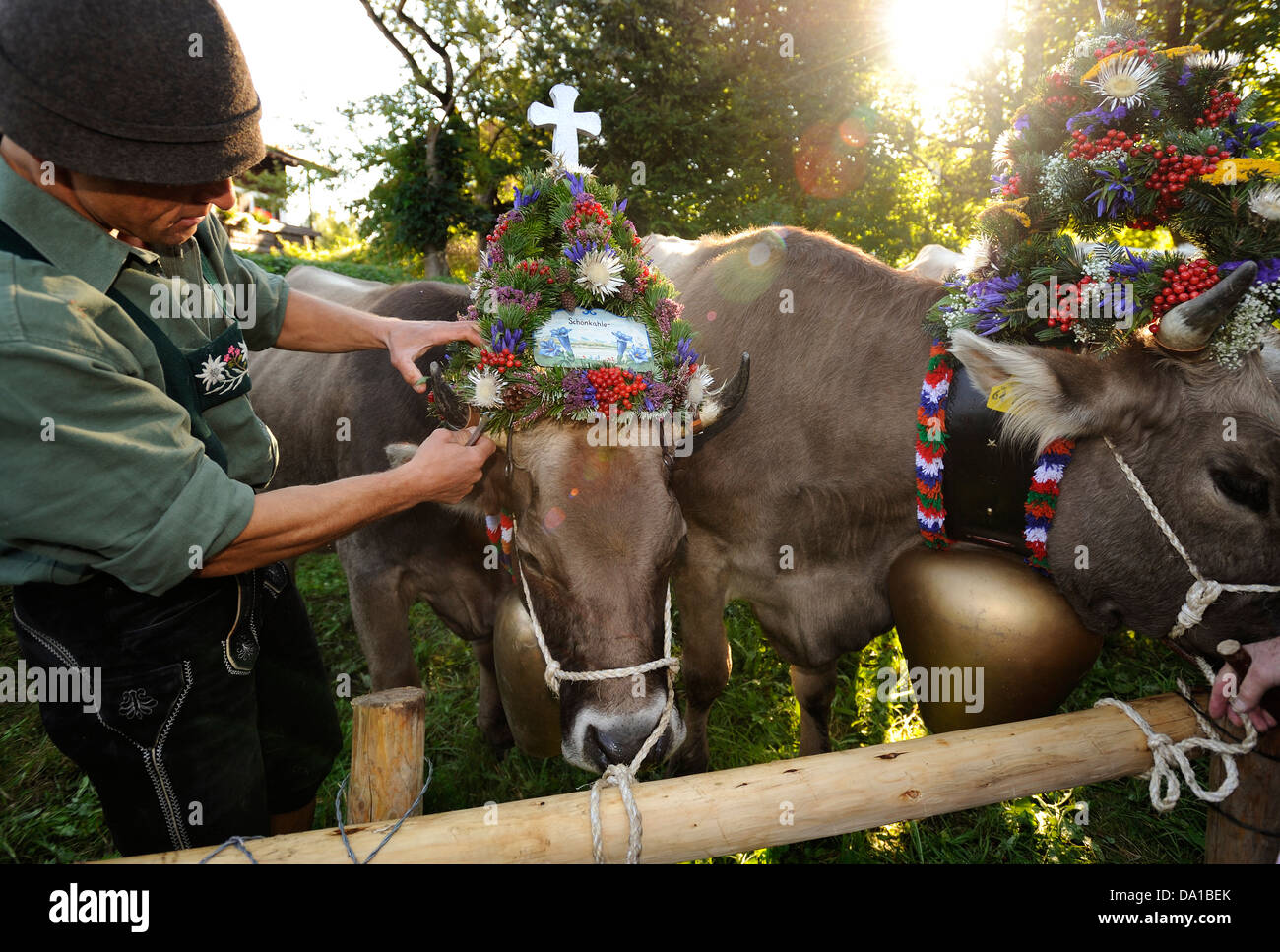 Germany, Bavaria, Men decorating cows Stock Photo - Alamy