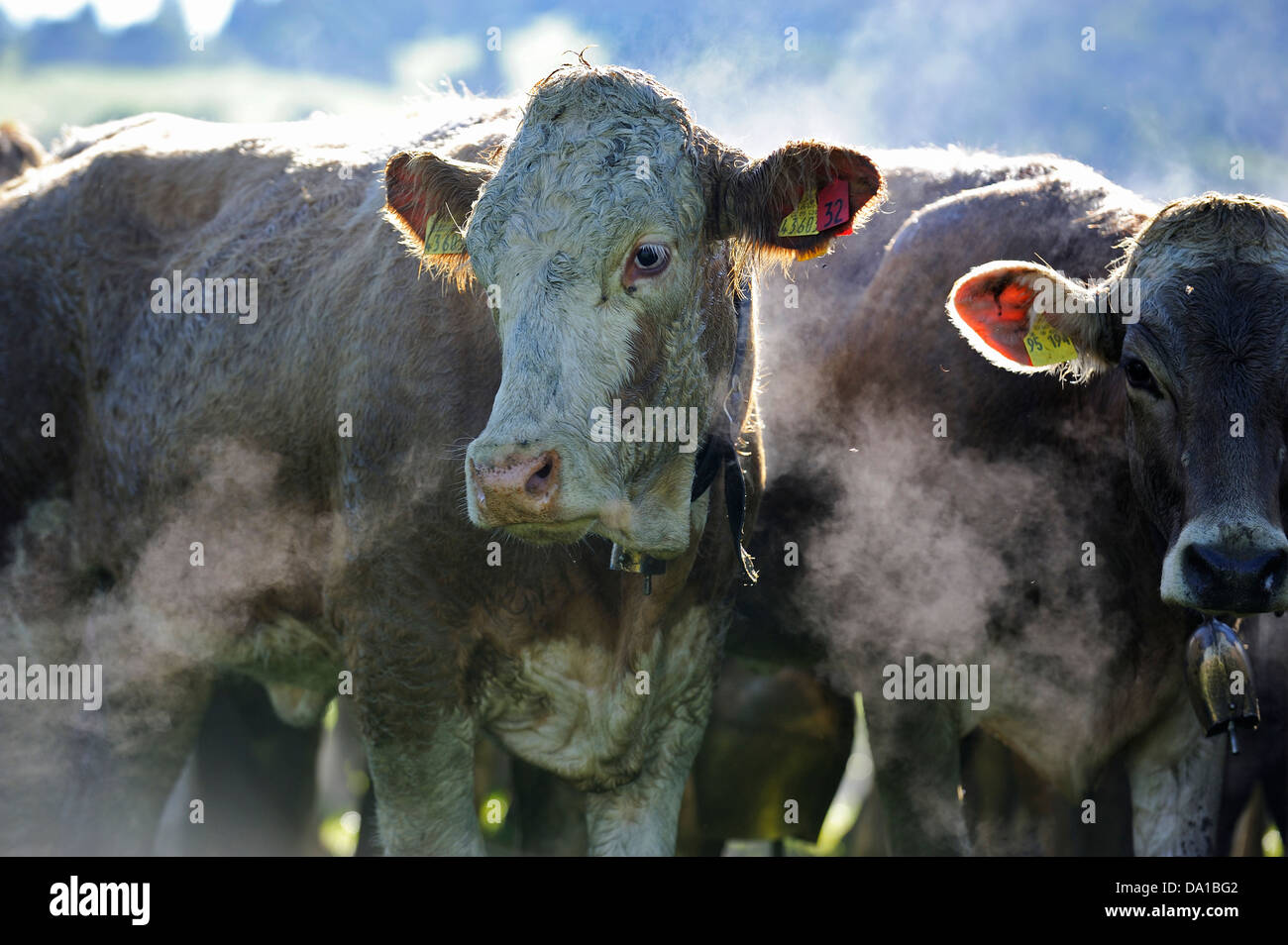 Germany, Bavaria, Group of cows, close up Stock Photo - Alamy