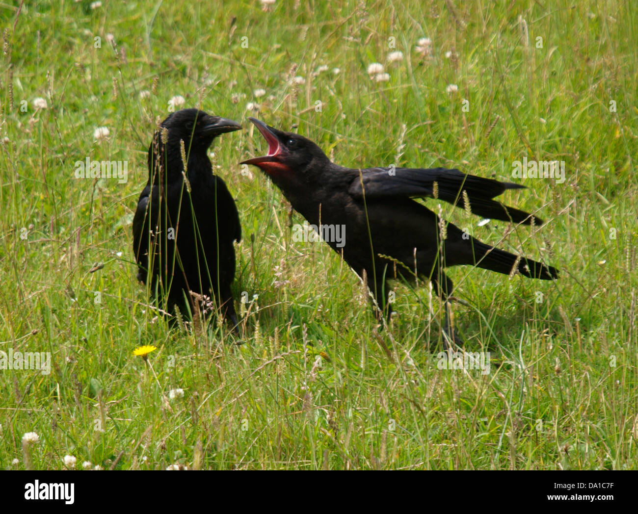Fledgling crow hi-res stock photography and images - Alamy
