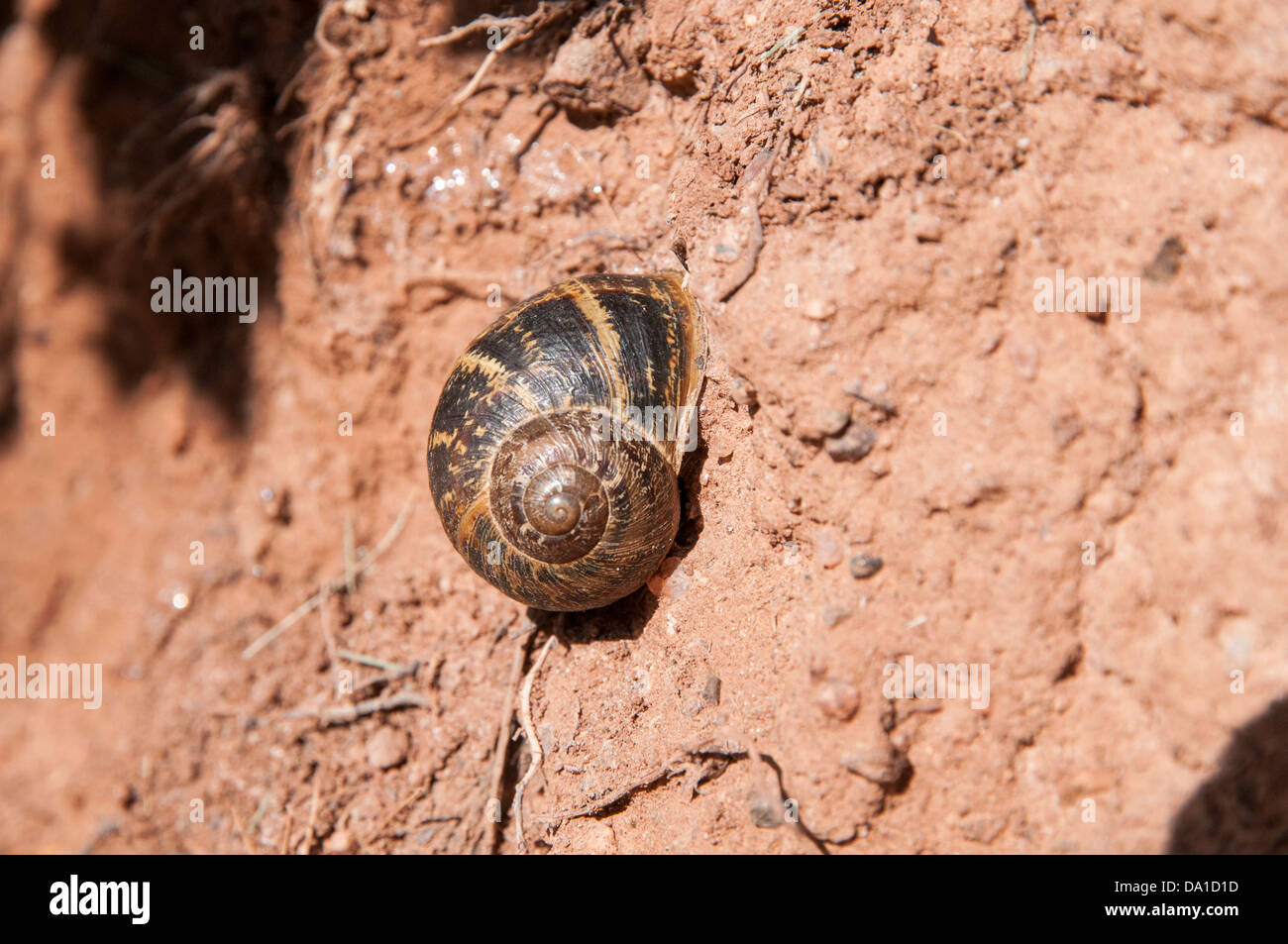 snail stuck to the ground waiting for rain Stock Photo - Alamy