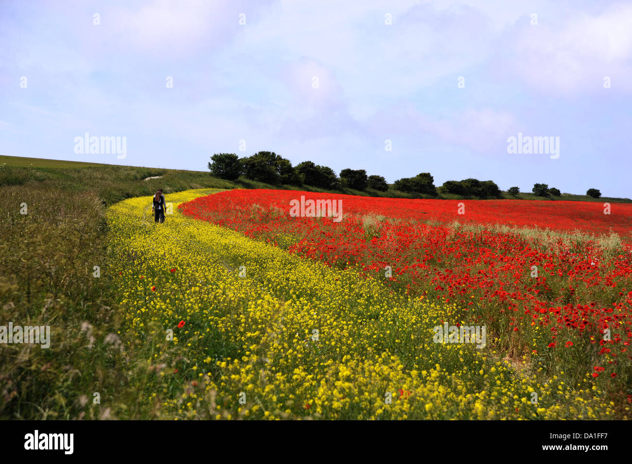 Fields of poppies and wild flowers just north of Brighton near the ...