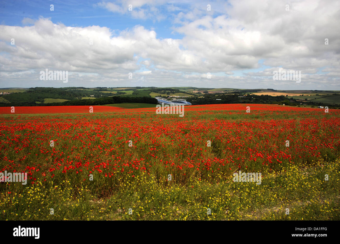 Fields of poppies and wild flowers just north of Brighton near the ...