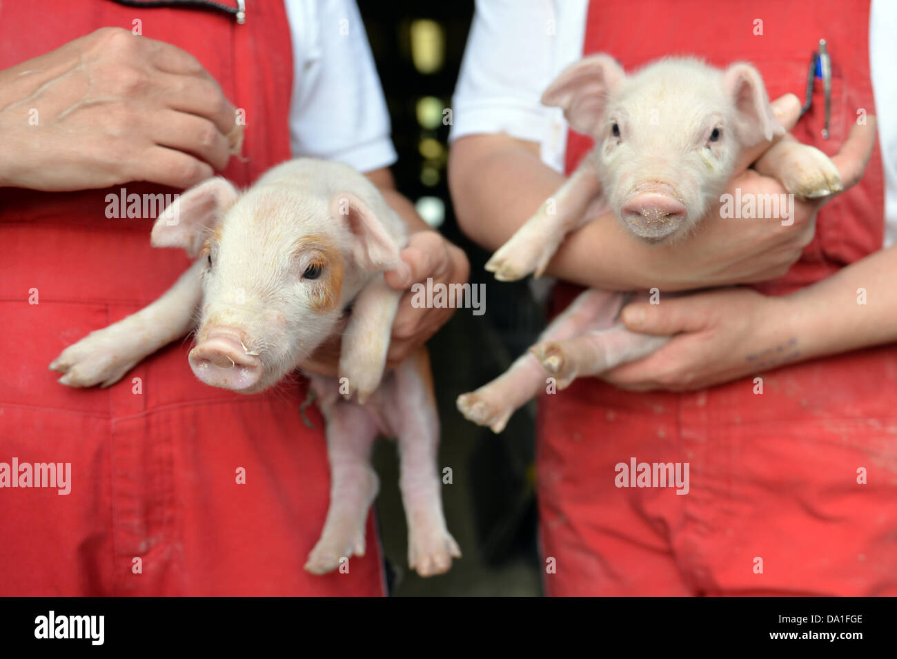 Pig testicles hi-res stock photography and images - Alamy