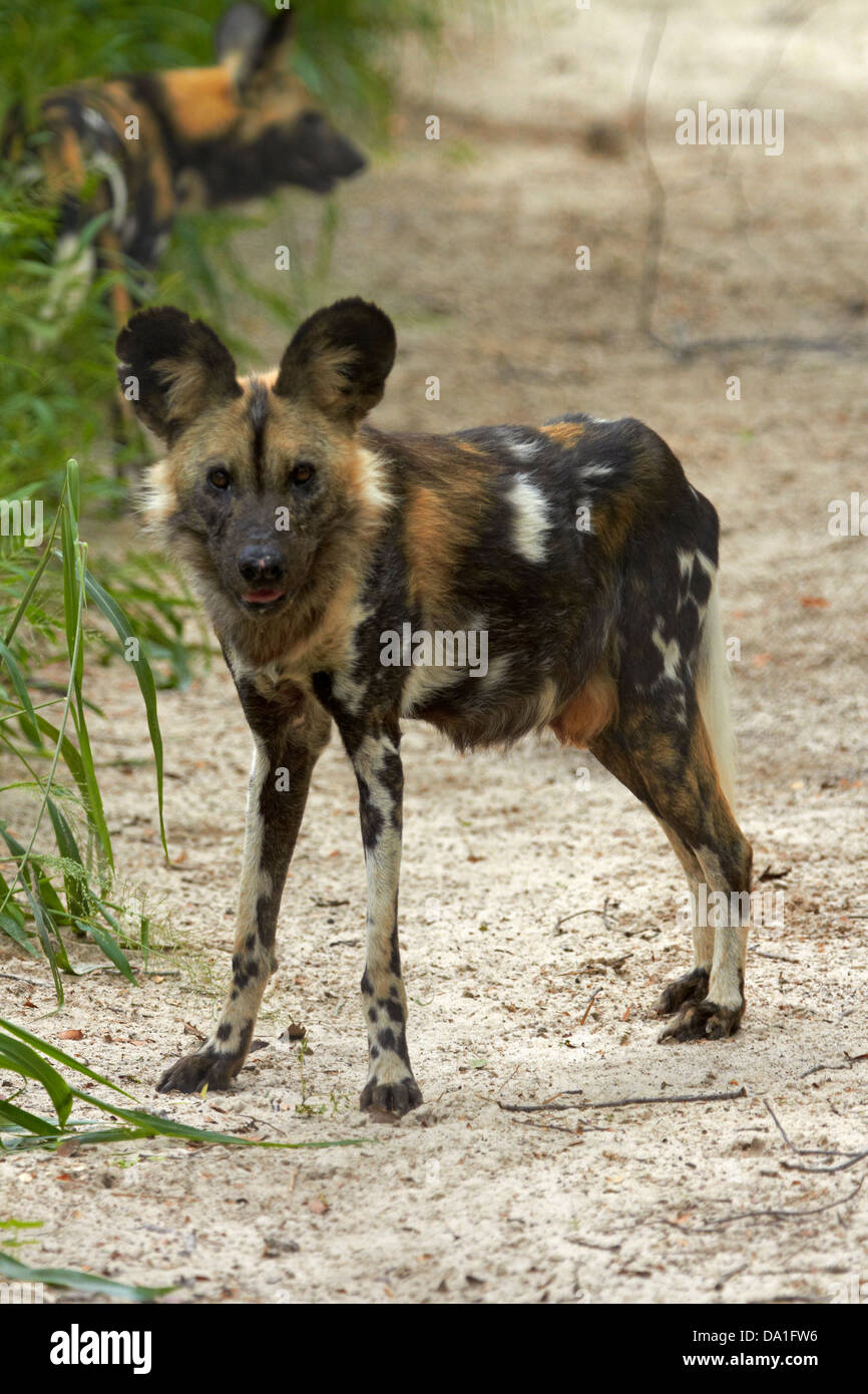 Zimbabwe african wild dog hi-res stock photography and images - Alamy