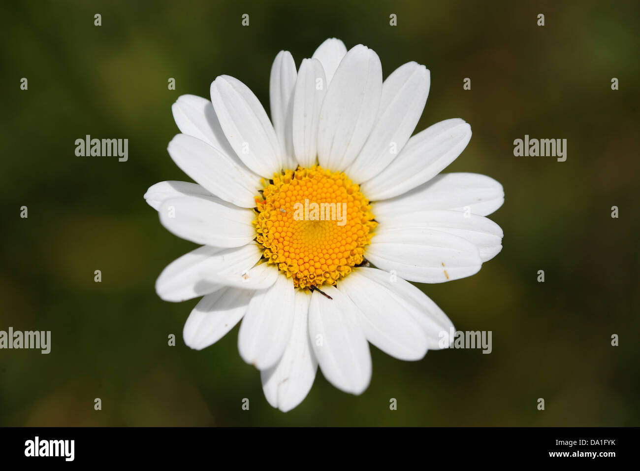 Dicot flower hi-res stock photography and images - Alamy