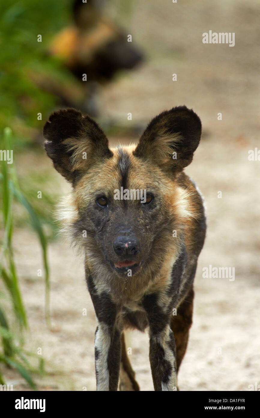 Painted Dog Conservation