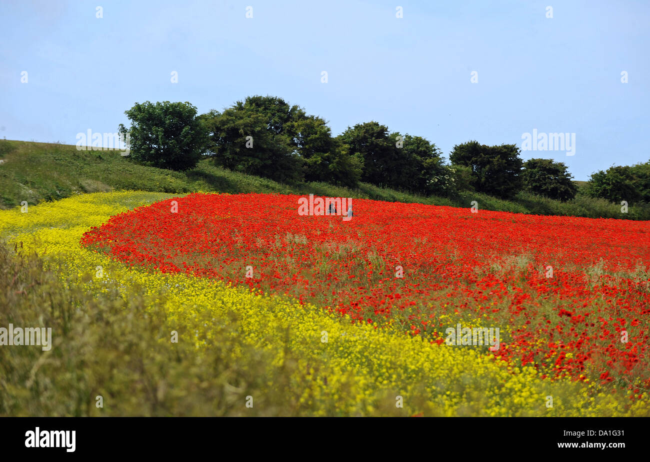 Fields of poppies and wild flowers just north of Brighton near the ...