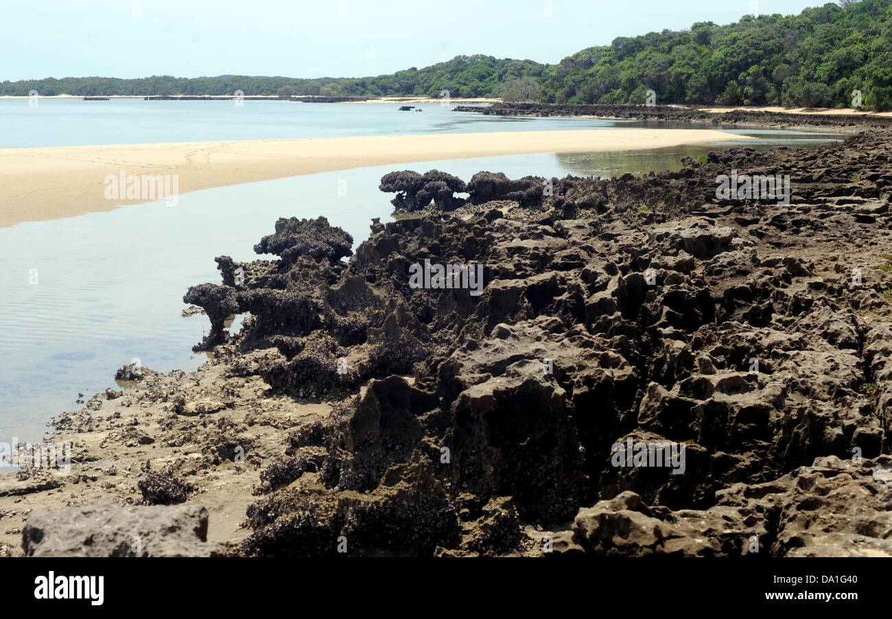 Coral reefs at the beach of island Inhaca Island in Mozambique, 24 ...