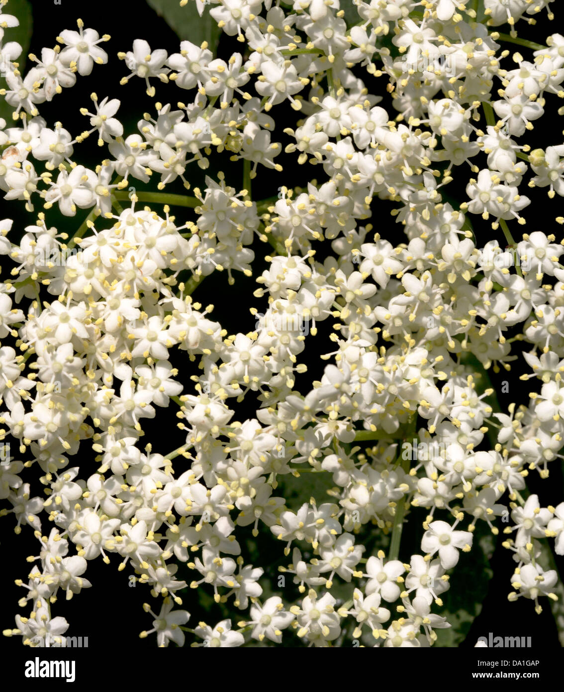 Elderflower tree hi-res stock photography and images - Alamy