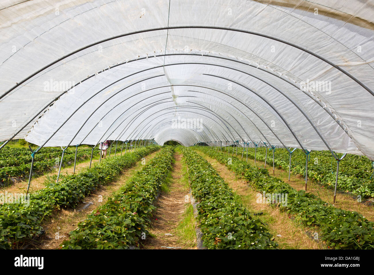 Pick fruit farm hi-res stock photography and images - Alamy