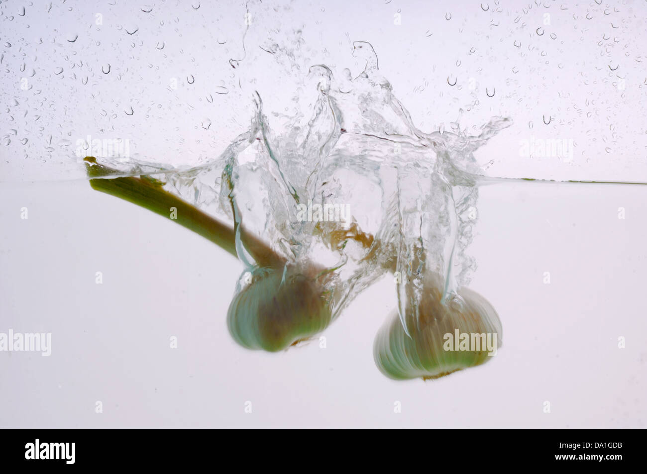 Garlic splashed into water Stock Photo - Alamy