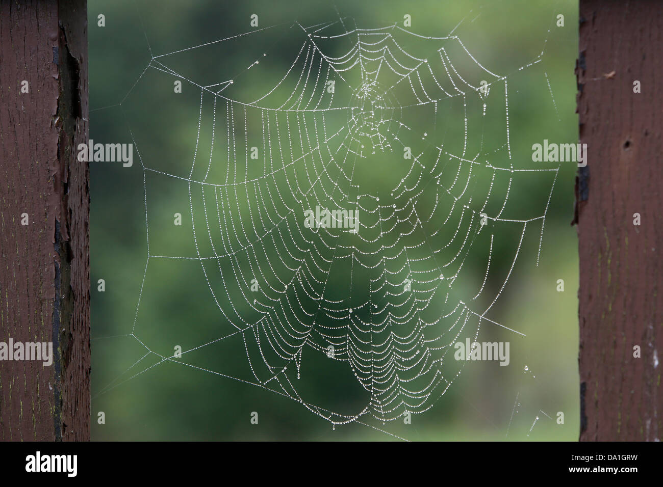 Dewy cobweb hi-res stock photography and images - Alamy