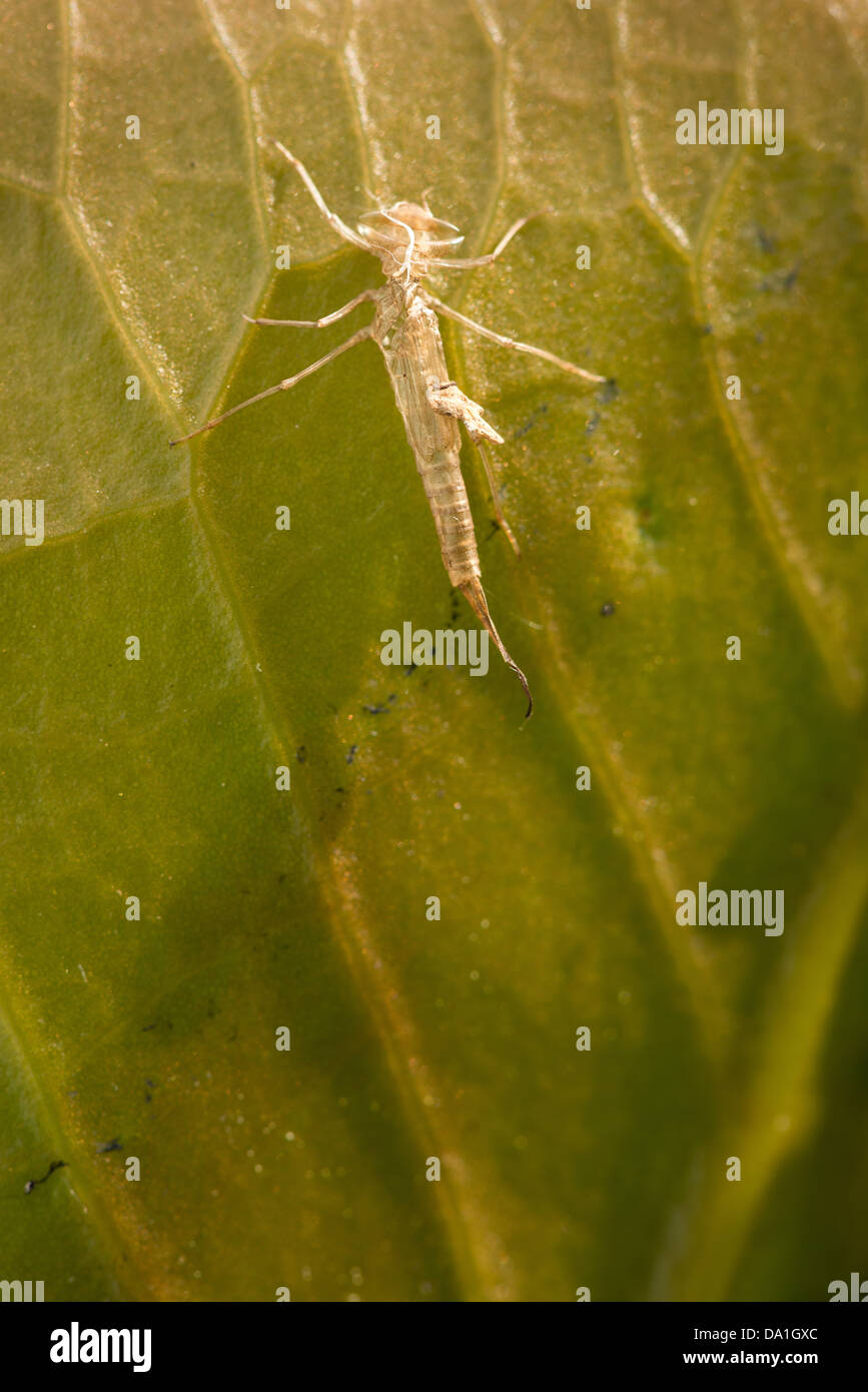Small red damselfly empty nymph larval case exuvia adult female on pond ...