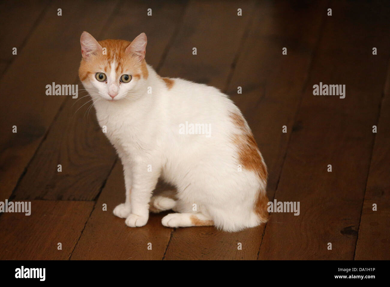 Young felines hi-res stock photography and images - Alamy