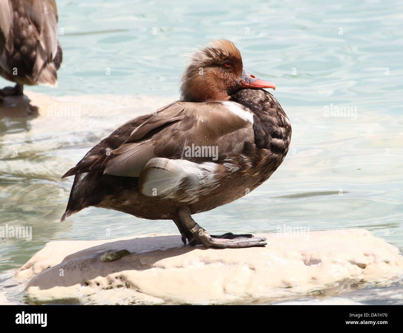 Detailed close-up of the colourful male Red-crested Pochard (Netta ...