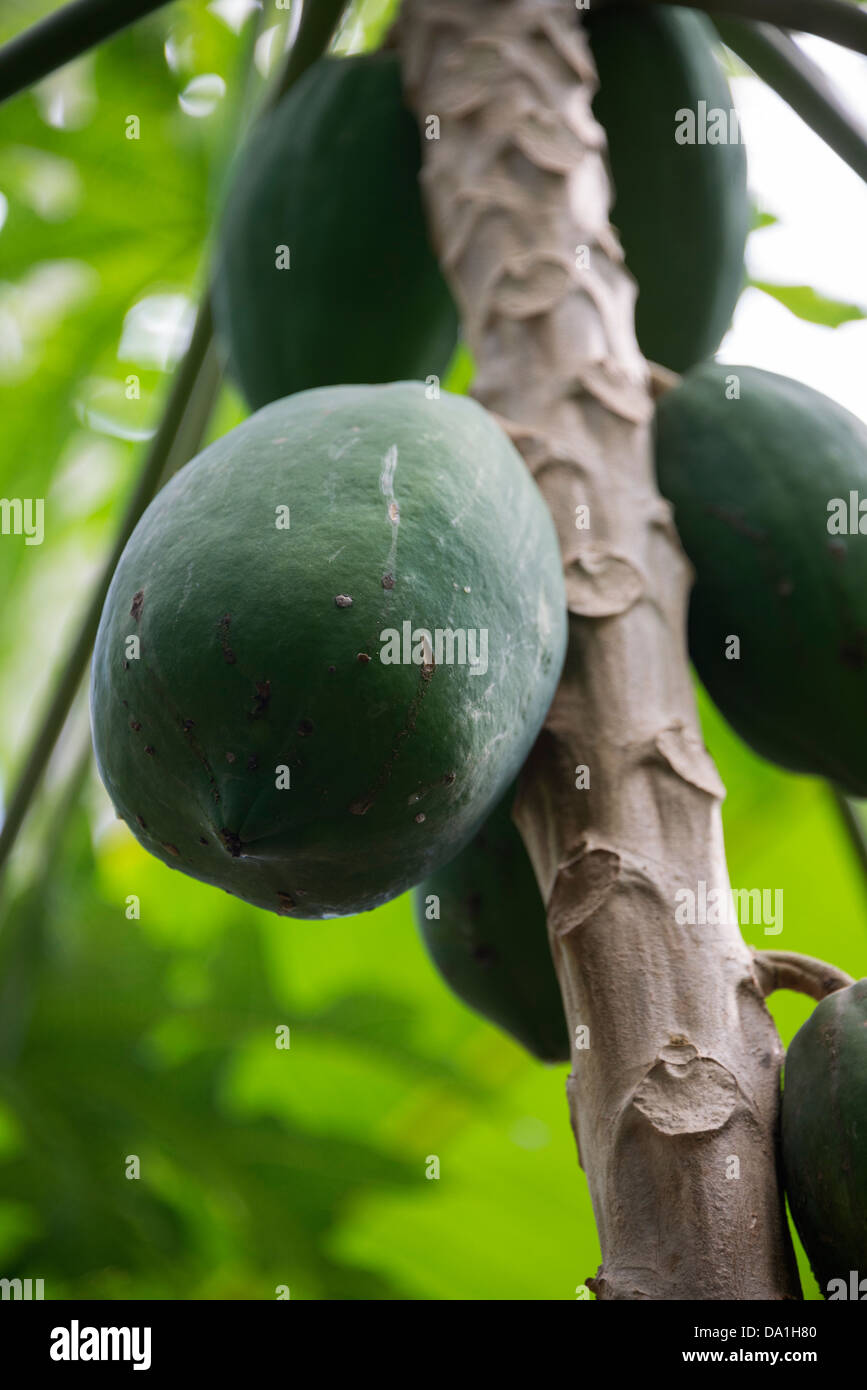 Tanzania zanzibar fruit hi-res stock photography and images - Alamy