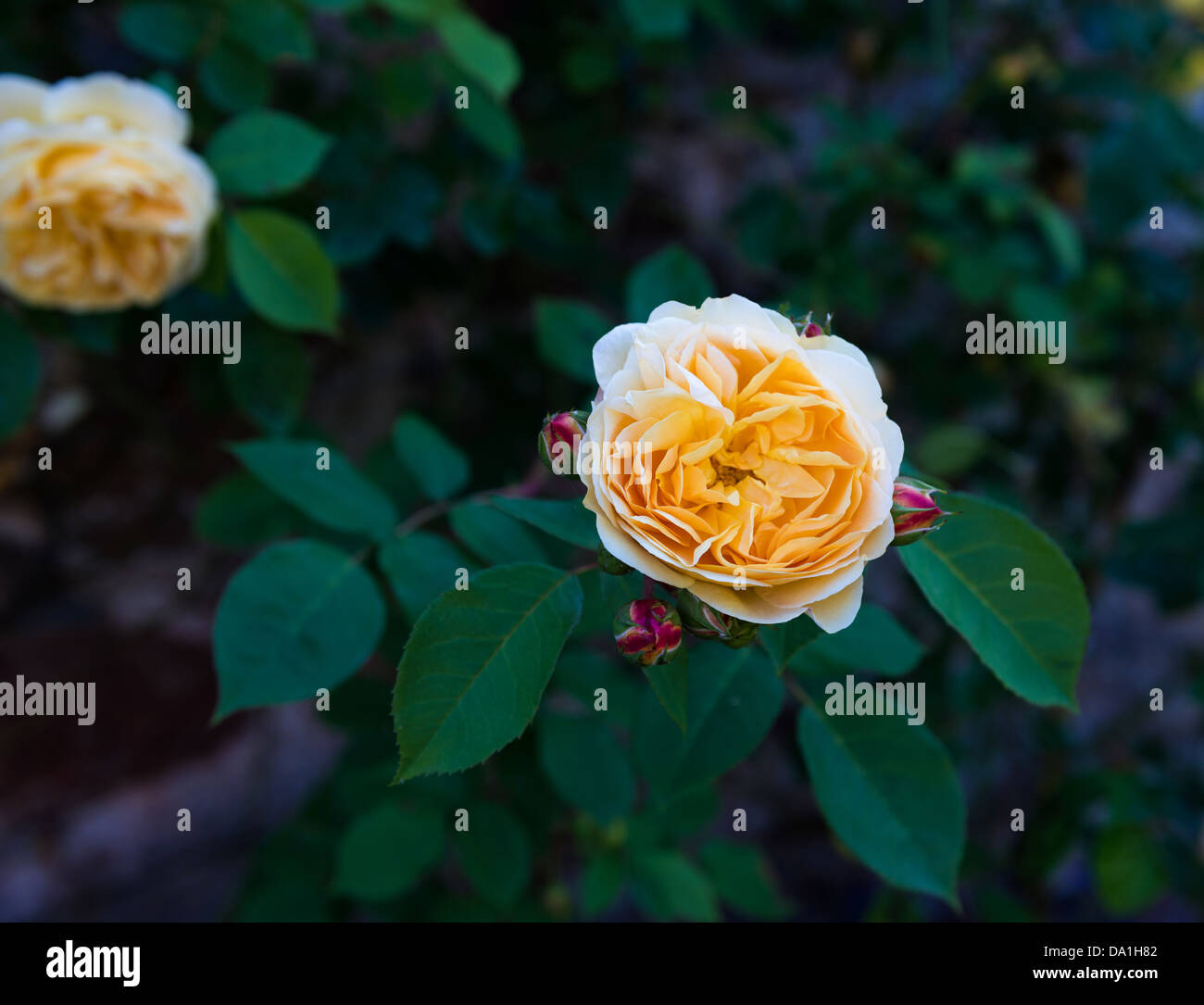 David austin fragrant english rose hi-res stock photography and images ...
