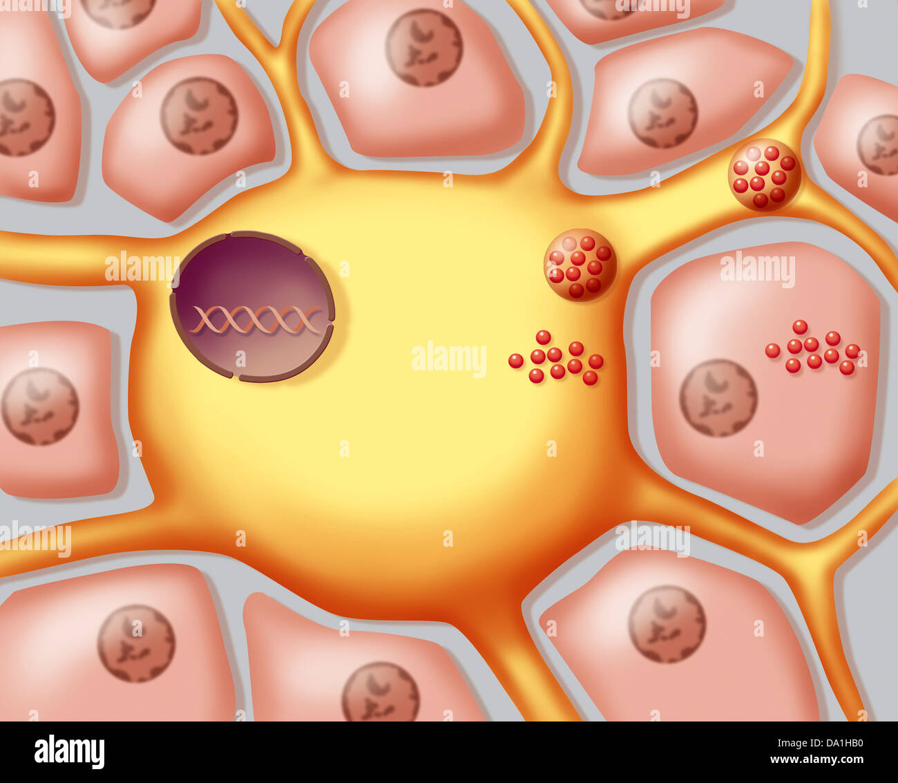 Melanosome hi-res stock photography and images - Alamy