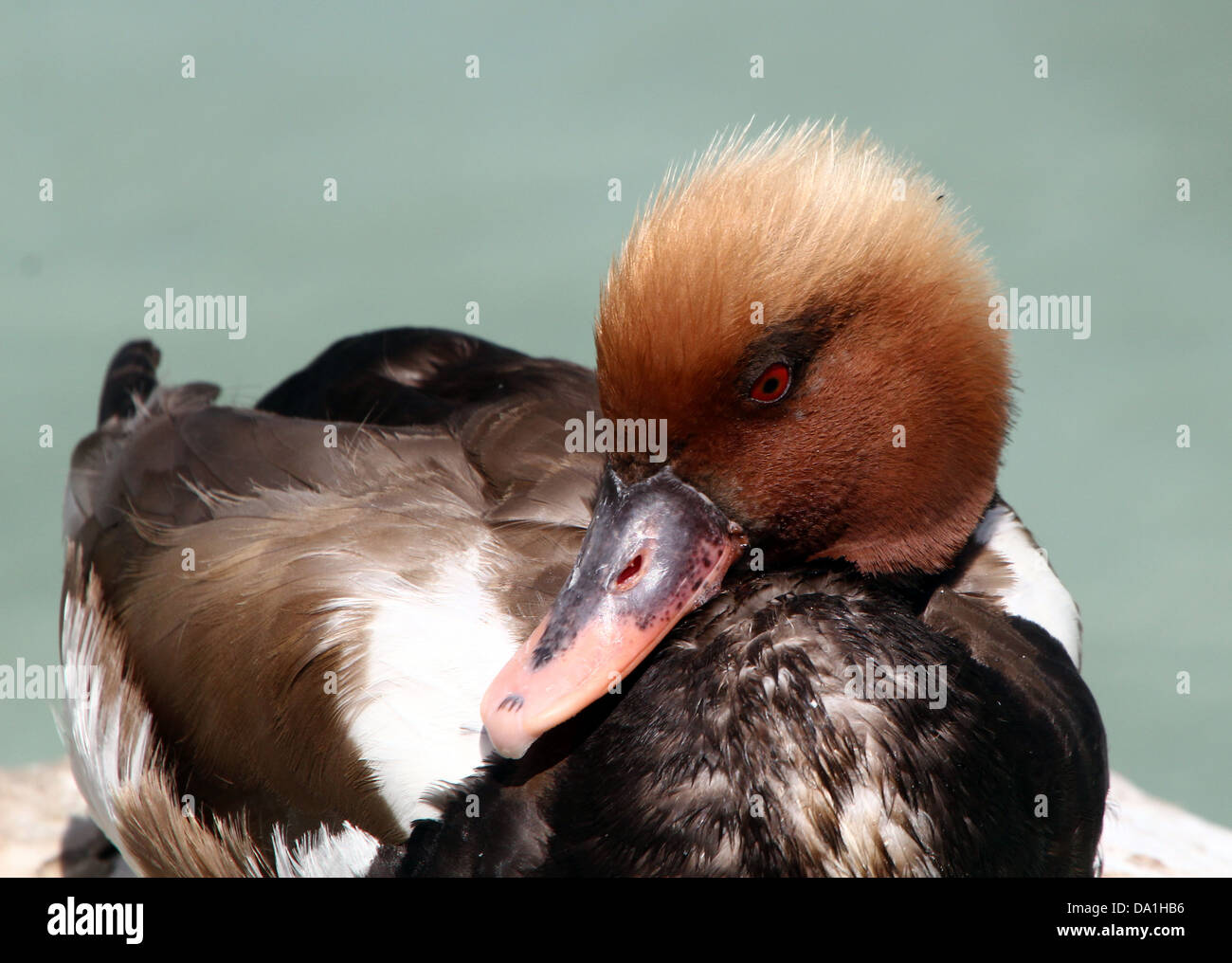 Male European Red-crested Pochard duck (Netta rufina) in closeup Stock ...