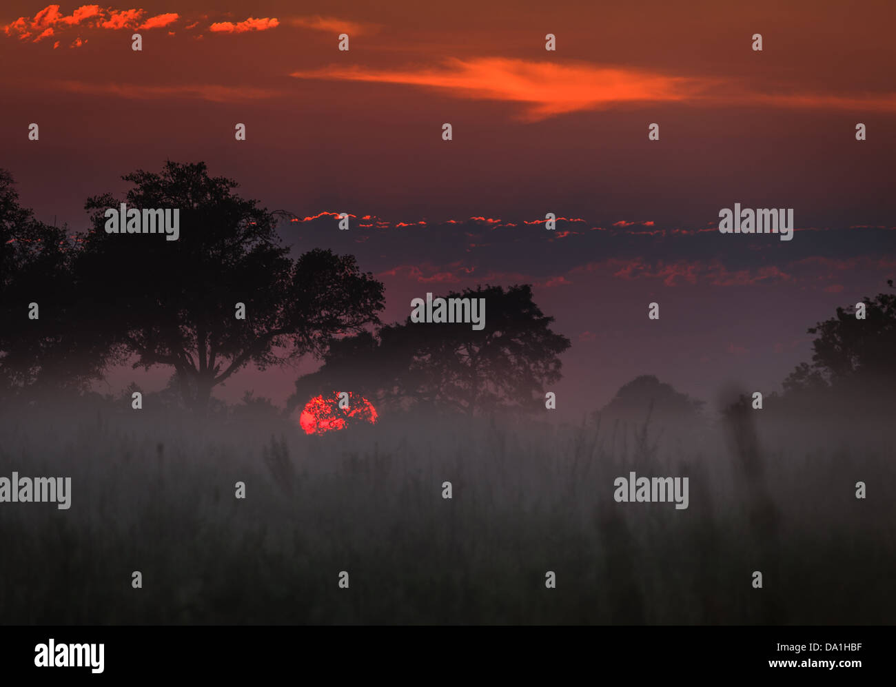 Mist hangs low as sun rises over the grasslands of Okavango Delta in ...